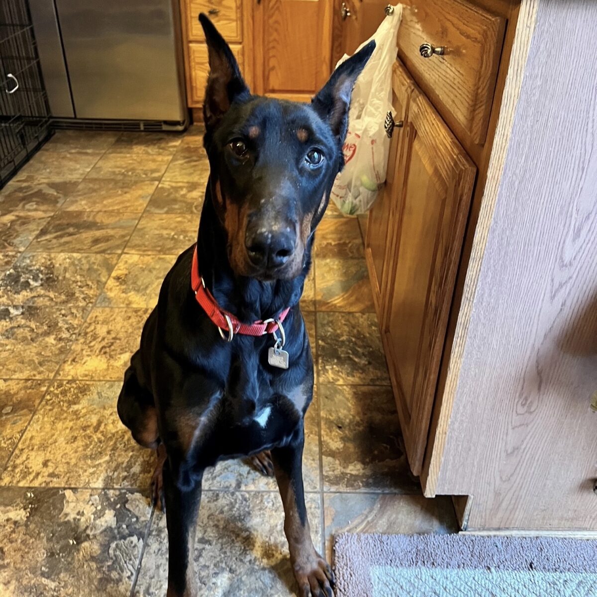 Dobermans – Illinois Doberman Rescue Plus